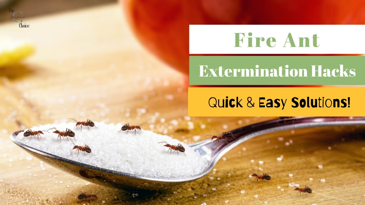 How to Get Rid of Fire Ants: Quick & Easy Solutions! | The Guardians ...