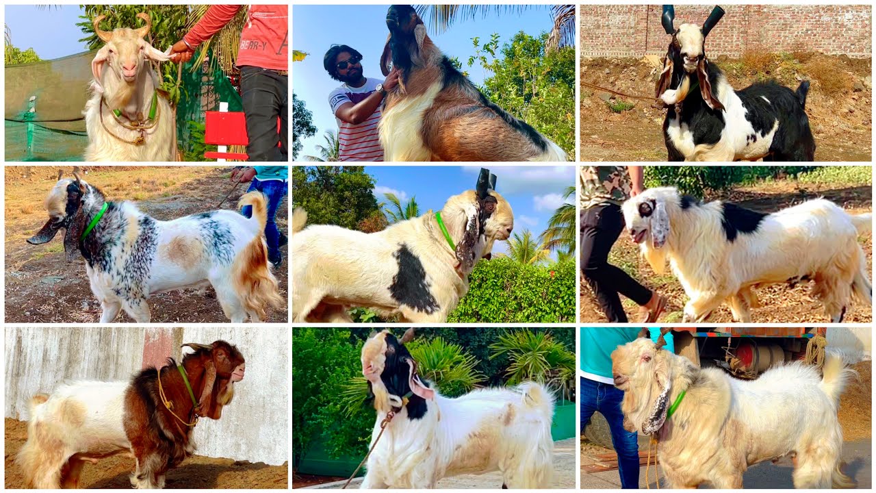 Top 10 Andul Goats of Al Adl Goat Farm Mahapoli - YouTube
