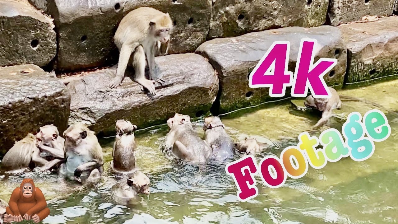 4K Quality Animal Footage - Monkeys Beautiful Scenes Episode 14 | Real ...