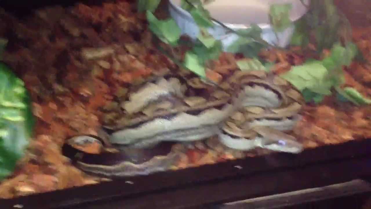 Fake rock ledge and hide in custom enclosure for Motley Boa - YouTube