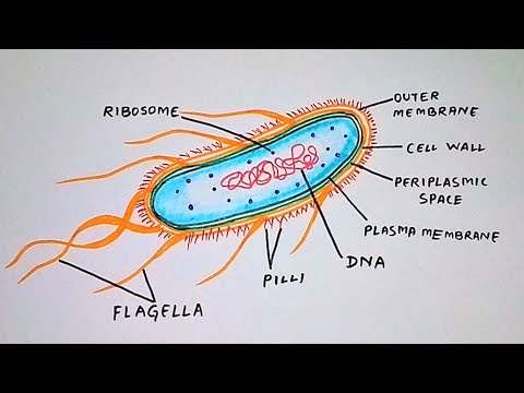 How to draw E-coli Bacteria || Labelled Biology Diagram of E-coli Bacteria by Hajong Art - YouTube