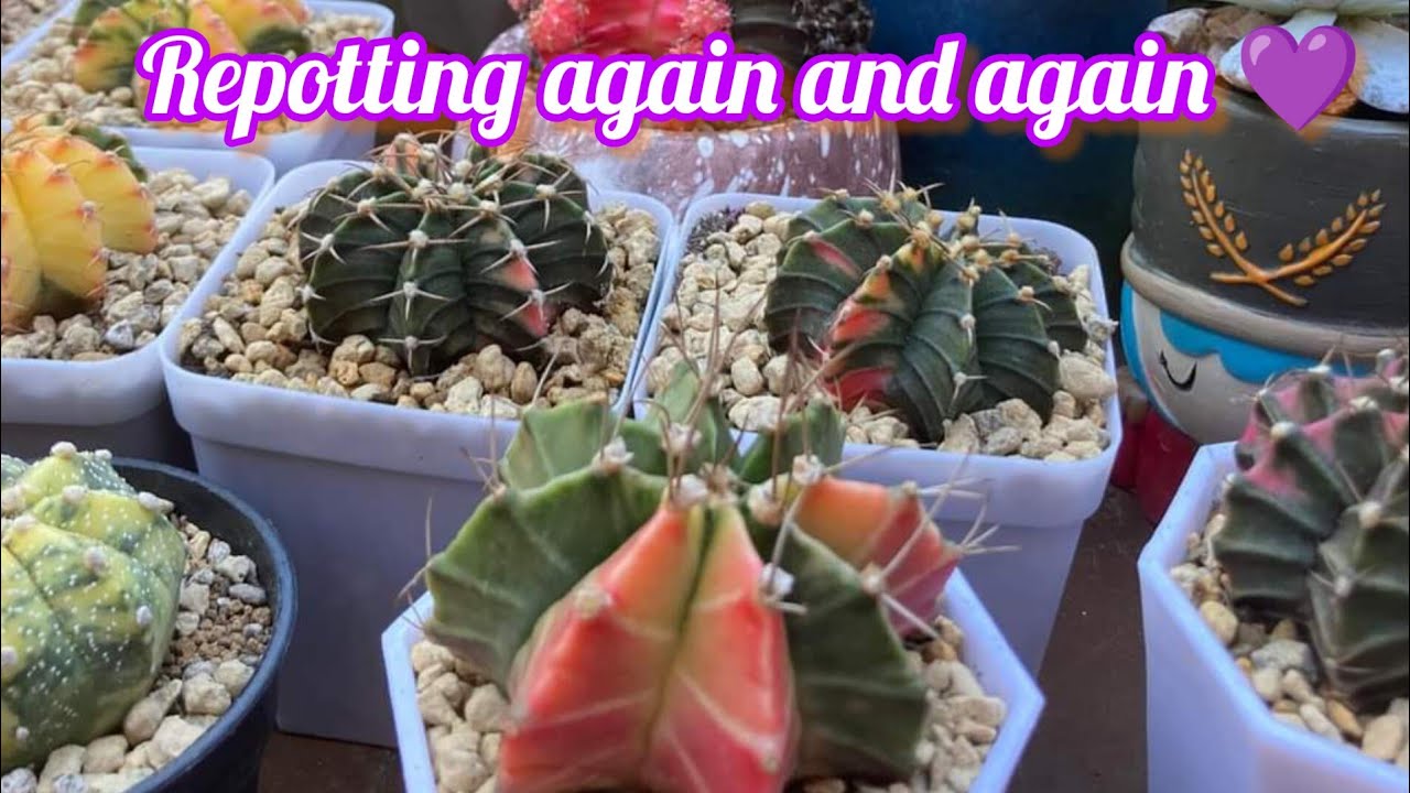 Repotting Session Again & Again 😂|Gymnocalycium Collections - YouTube