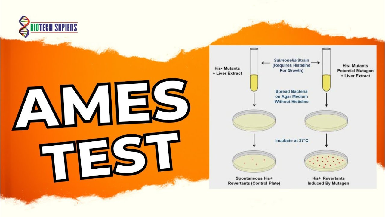 AMES TEST #Salmonella typhimurium #mutagenicity testing #auxotroph ...