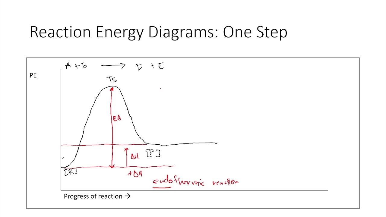 Reaction Energy Diagrams | Organic Chemistry - YouTube