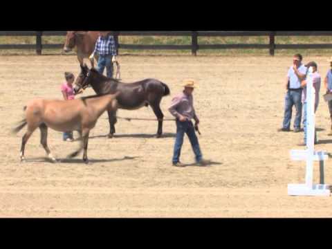 Carroll County 4-H & FFA Fair Mule Jump Competition - YouTube