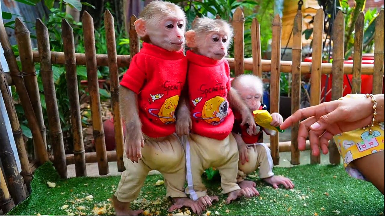 What Happen Two Brother Ploy & Jooy Stand Up Looking Outside - YouTube