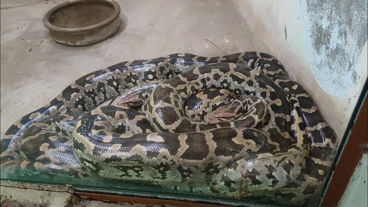 #viral #PHYTHON SNAKE.....AJGAR SNAKE..#ahmedabad # - YouTube