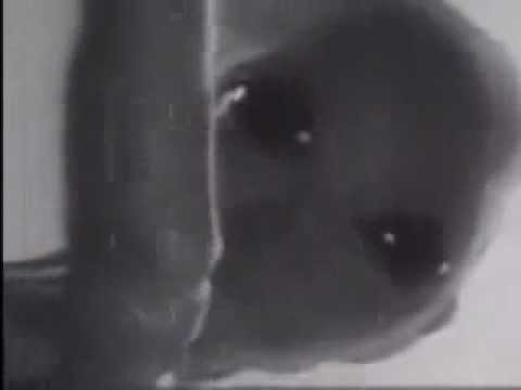 וידאו מוברח של חייזרים LEAKED ALIEN FOOTAGE FROM DULCE NM BASE - YouTube