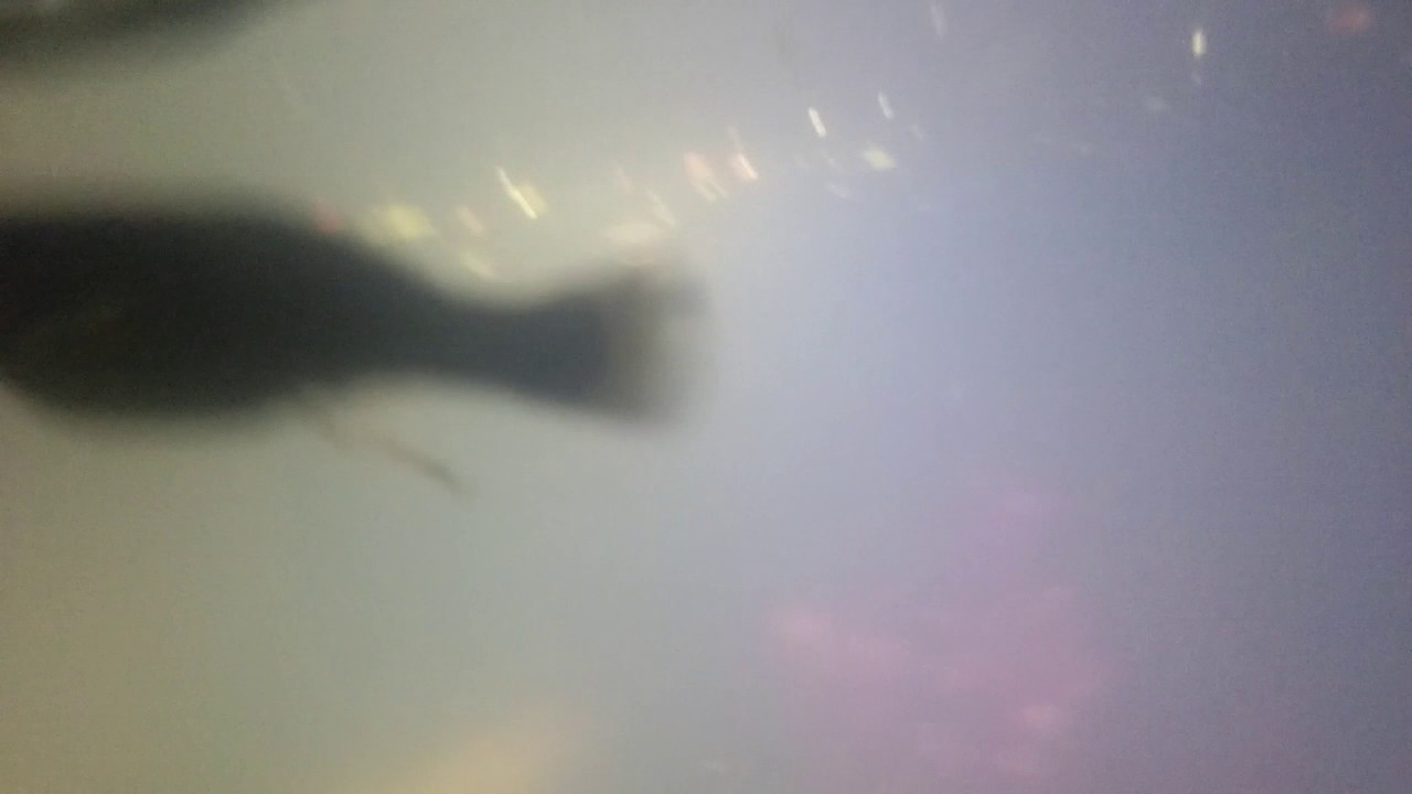 Pregnant Female Black Molly Fish Pooping Something? - YouTube