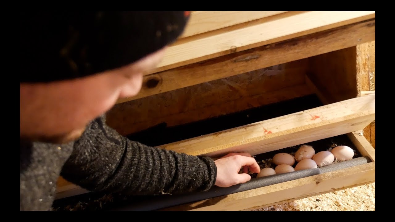The Secret to Clean Eggs? Roll Away Nesting Boxes - YouTube