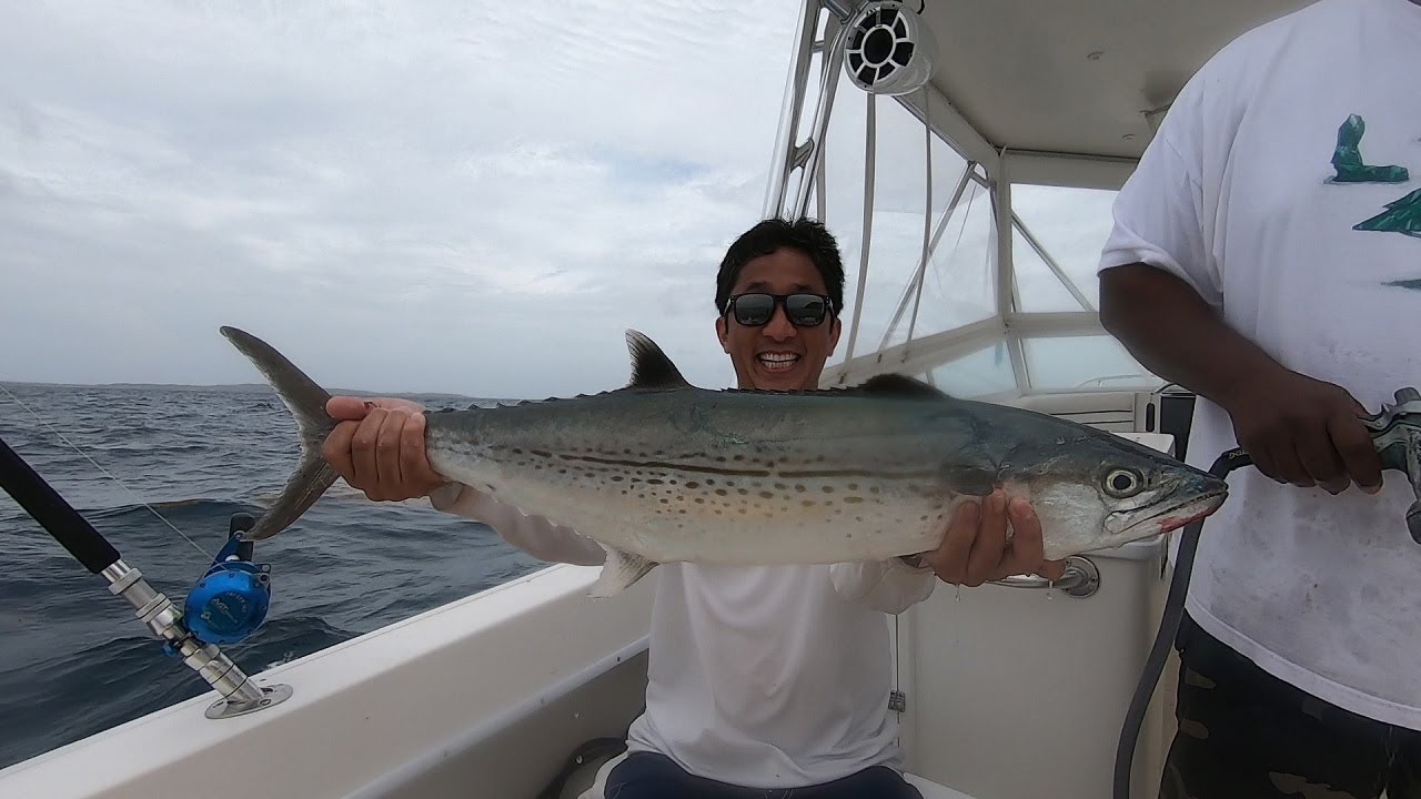 Fishing in the British Virgin Islands: Cero Mackerel, Blue Runner ...