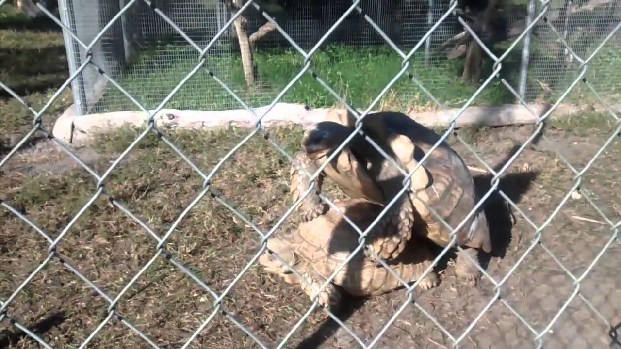 Turtle Sex Youtube
