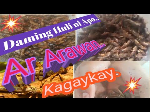 Kagaykay Ar Arawan Sarap sa Bukid - YouTube
