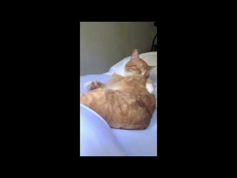PUSSY BE YANKIN -- LADY (SWIMP OFFICIAL MUSIC VIDEO 2013)