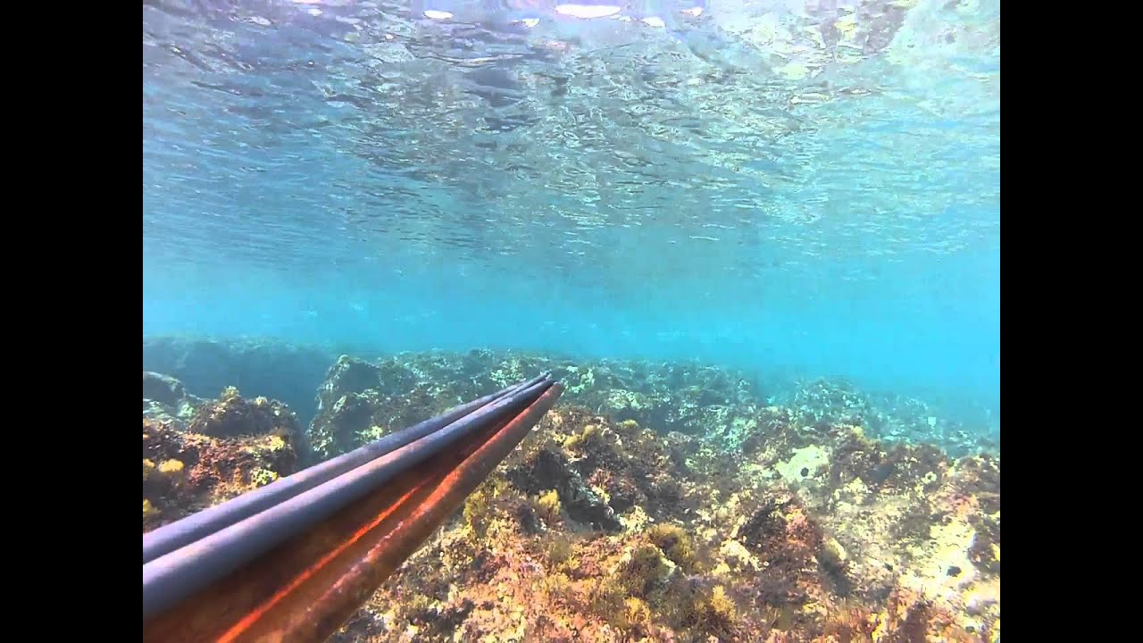 Spearfishing shallow - Ψαροντούφεκο στα ρηχά - μπάφες - YouTube