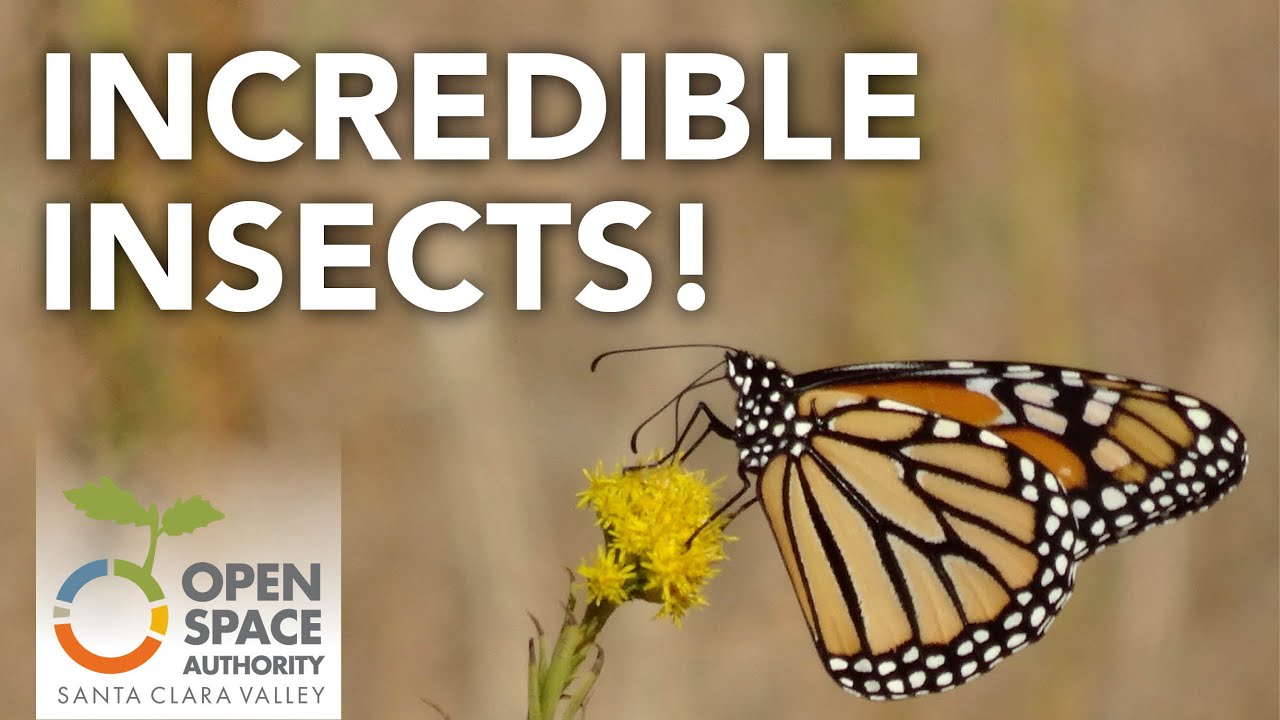 Incredible Insects - YouTube