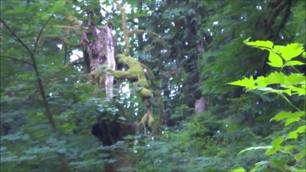 Hiking Trails Silver Falls State Park in Sublimity Oregon - YouTube