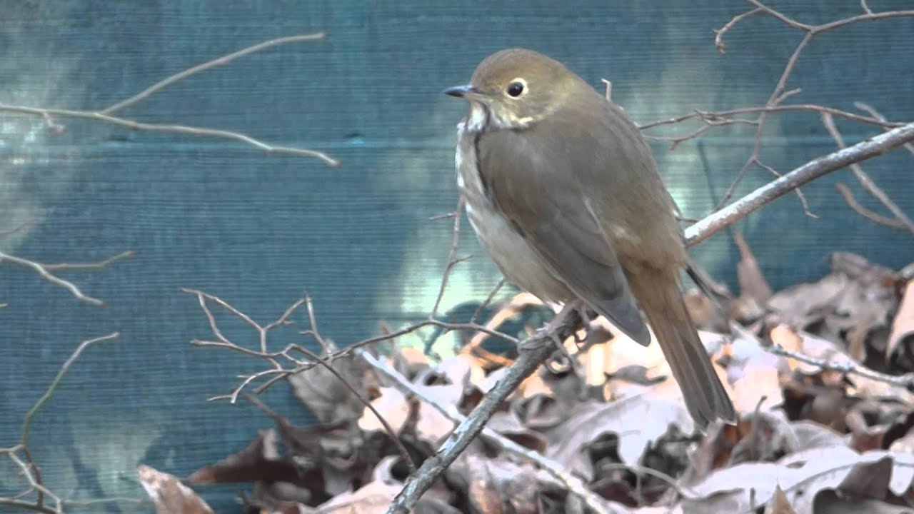 Hermit Thrush / Grive solitaire - YouTube