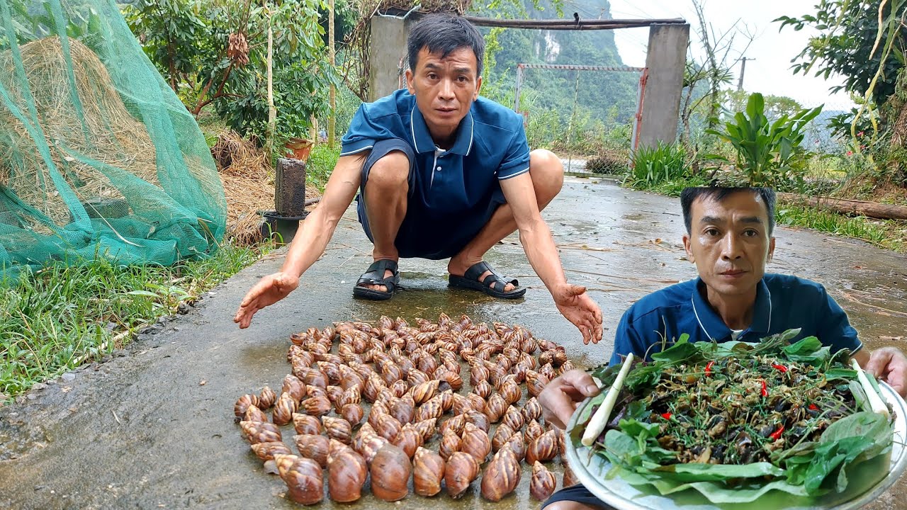 Ốc Sên ( ốc Ma ) Xào Xả Ớt Ngày Mưa Cùng Hai Bố Con Trên Miền Núi - VĂN ...