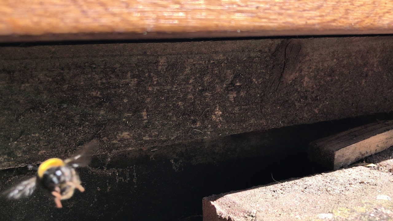 Bumblebee Cam 3 - YouTube