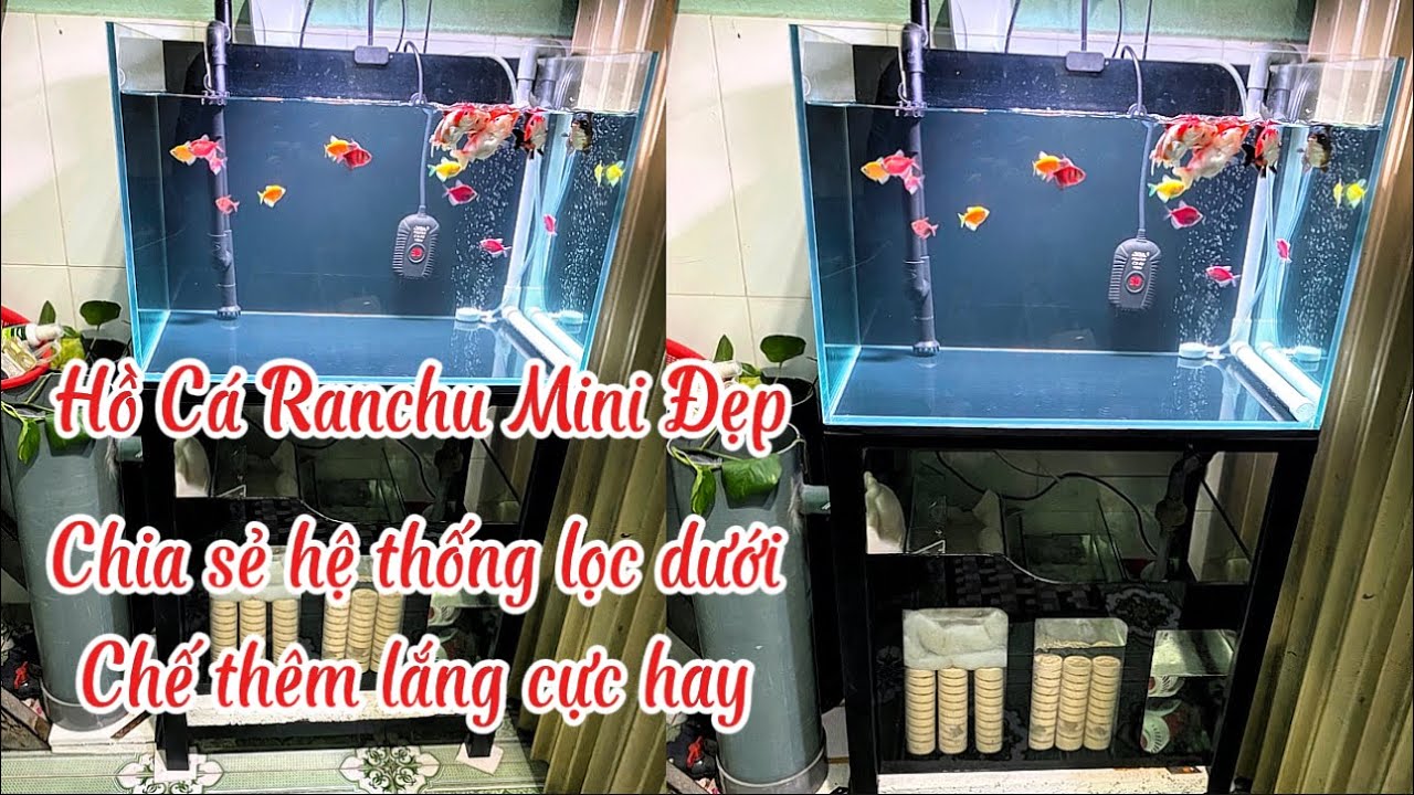 Hồ Cá Ranchu Mini Đẹp Làm Lắng Kết Hợp Lọc Dưới Nước Siêu Trong - Cách ...