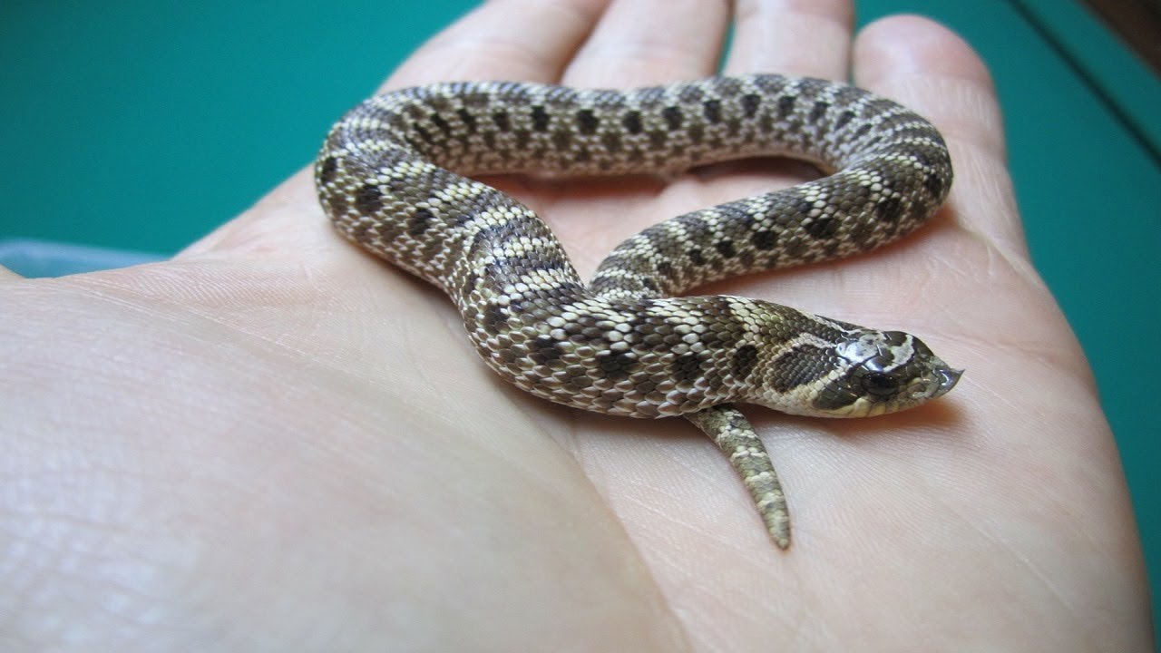 MEXICAN HOGNOSE #Heterodon kennerlyi - YouTube
