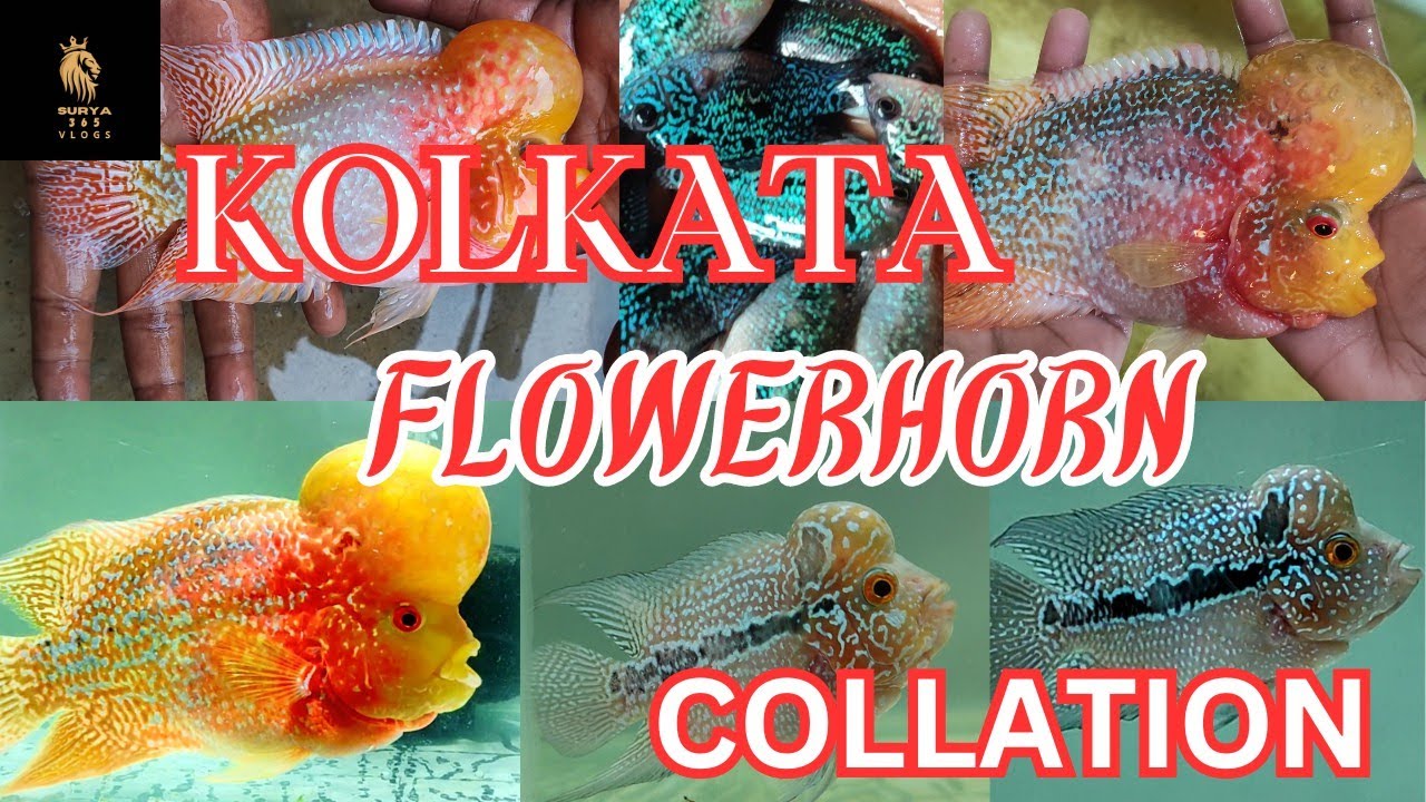 Increase Your Revenue with Flowerhorn farm Kolkata betta farm#betta #flowerhorn - YouTube