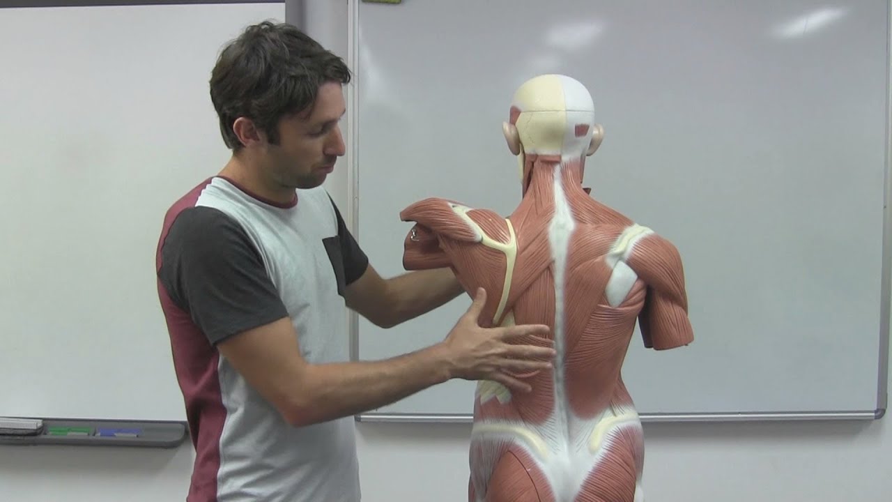 Muscles of the Trunk - YouTube
