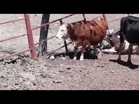 Azgın Dil Atan İnek