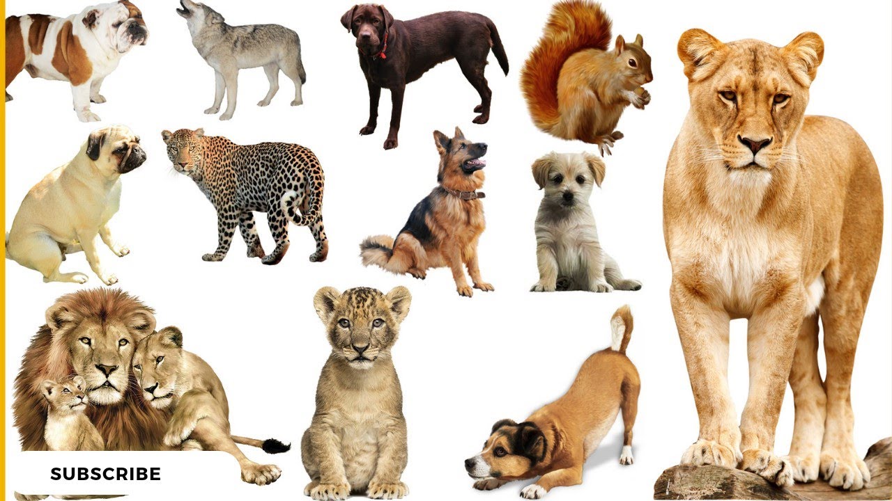Learn animal names by last look production - YouTube