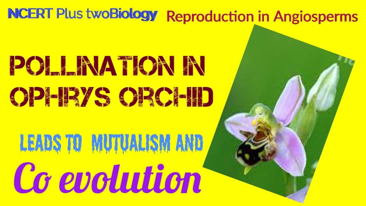 NCERT Plus 2 biology Reproduction in Angiosperms Pollination in Orchids ...