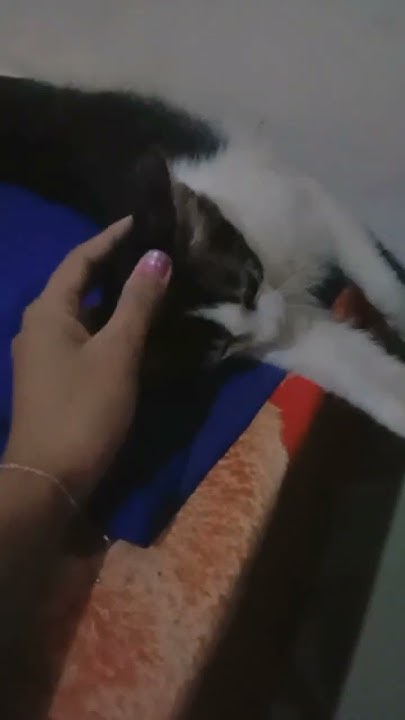 Kucing manjaaa#short - YouTube