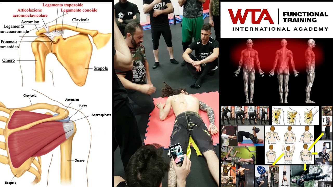 Movimenti Funzionali del Cingolo Scapolare durante gli esercizi fisici ...