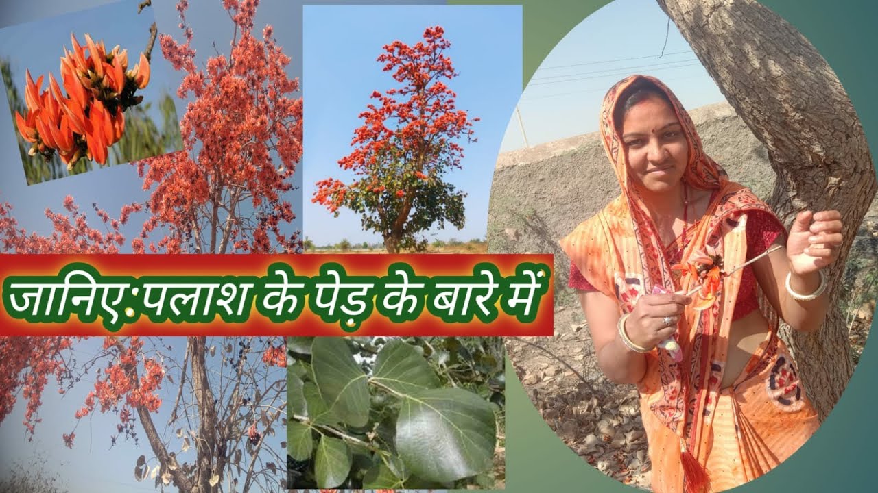 जानिए ÷पलाश के पेड़ के बारे में | Palash Plant ☘️ | How to grow palash ...