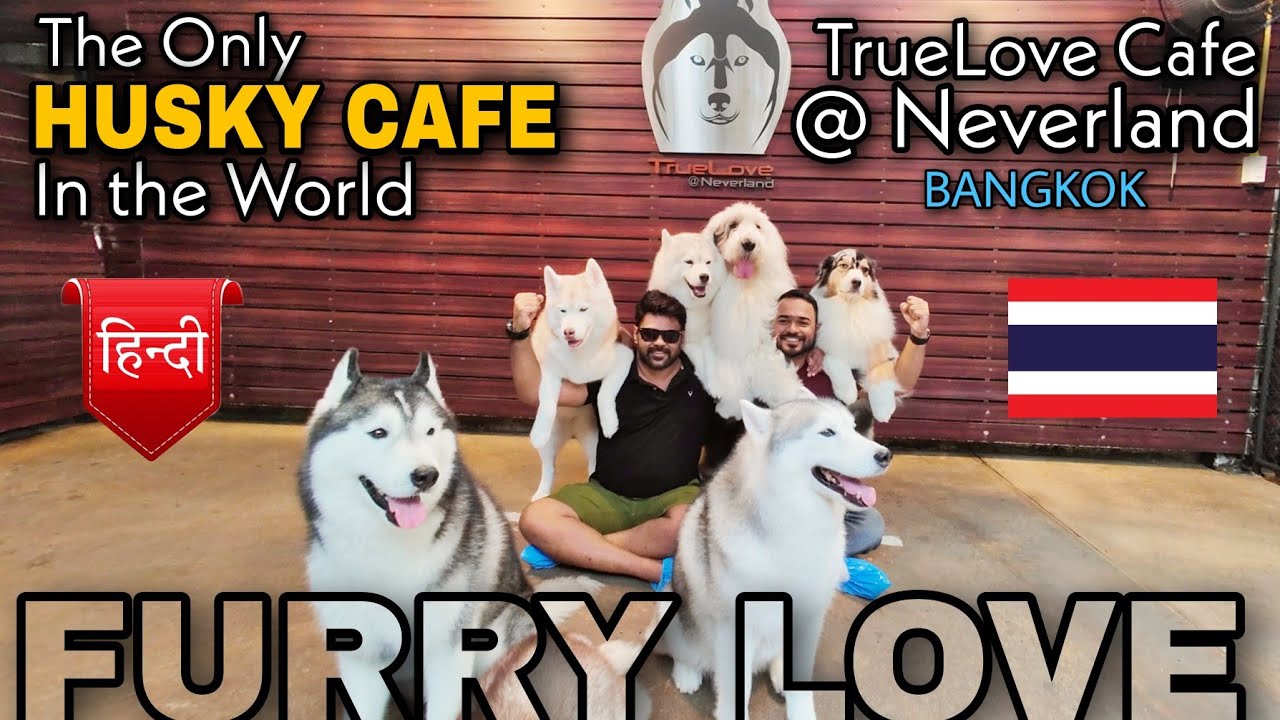 🇹🇭 Famous HUSKY CAFE in Bangkok || TrueLove @ Neverland || Happy Place ...