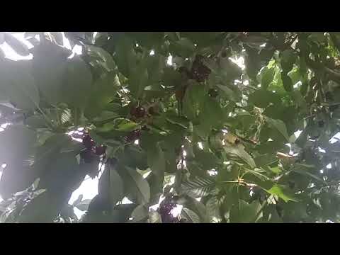 Füzuli Rayonu.Böyuk Bəhmənli Kəndi