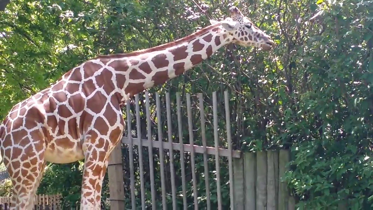 Topeka Zoo Giraffes! - YouTube