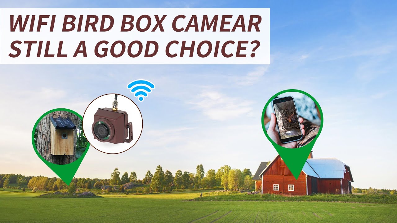 Capture Wildlife from Afar: Long Range WiFi Bird Box Camera Setup - YouTube