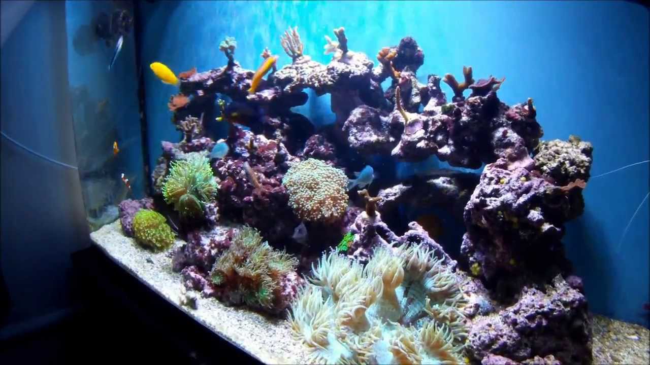 Fluval Osaka 260, LPS SPS Reef 6 Months Old - YouTube