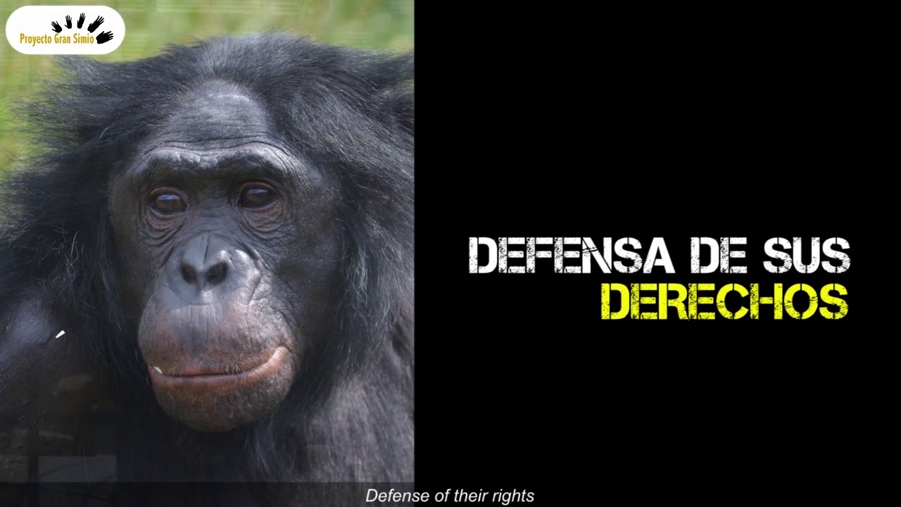 Proyecto Gran Simio - GAP Project (in Spanish; with. subtitles in ...