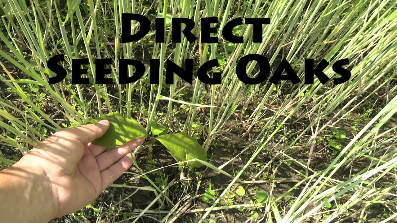 Direct Seeding Acorns - YouTube