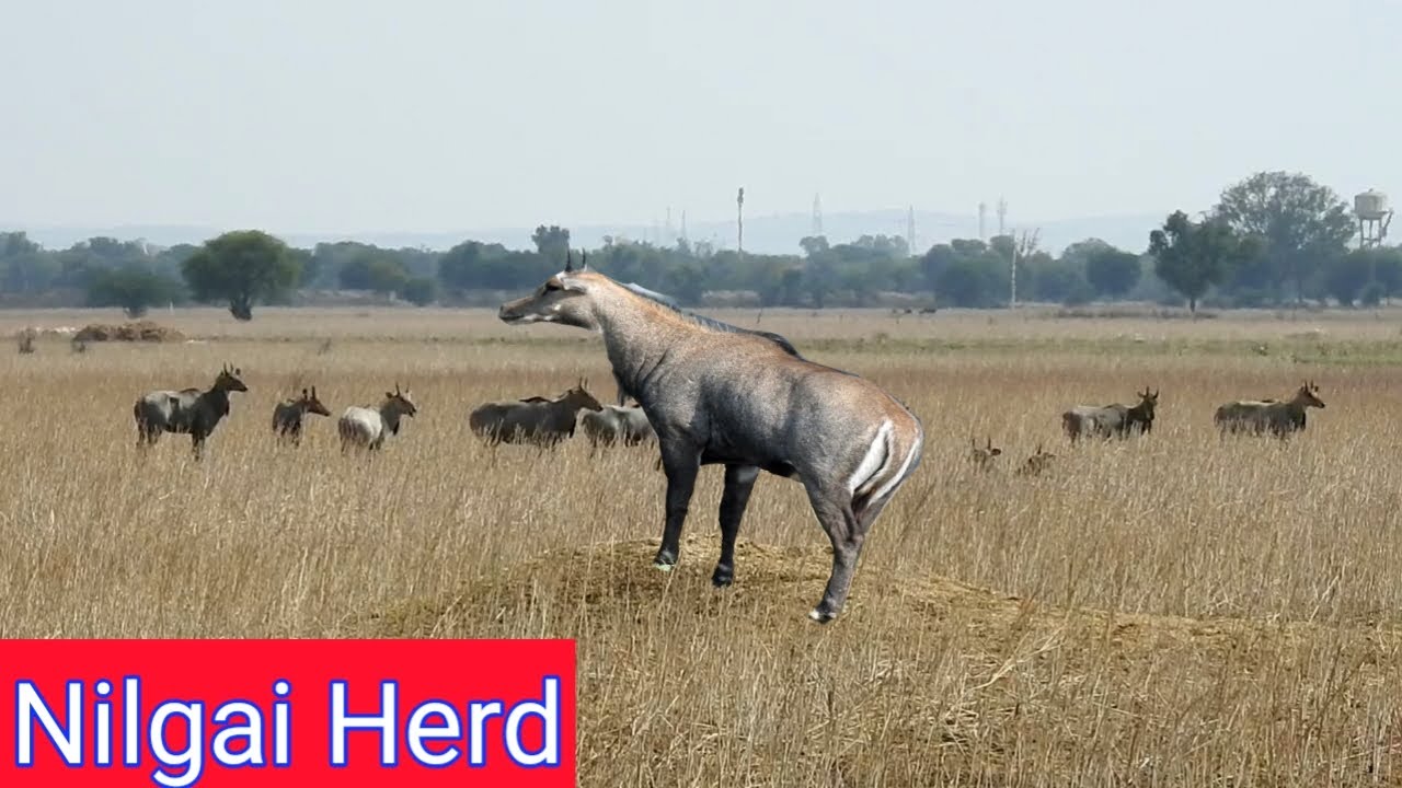 Male N Female Nilgai Herd, - YouTube