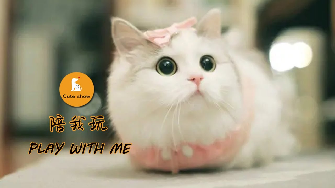 Cute show可爱秀-Cute Pets Collection可爱动物合集. - YouTube
