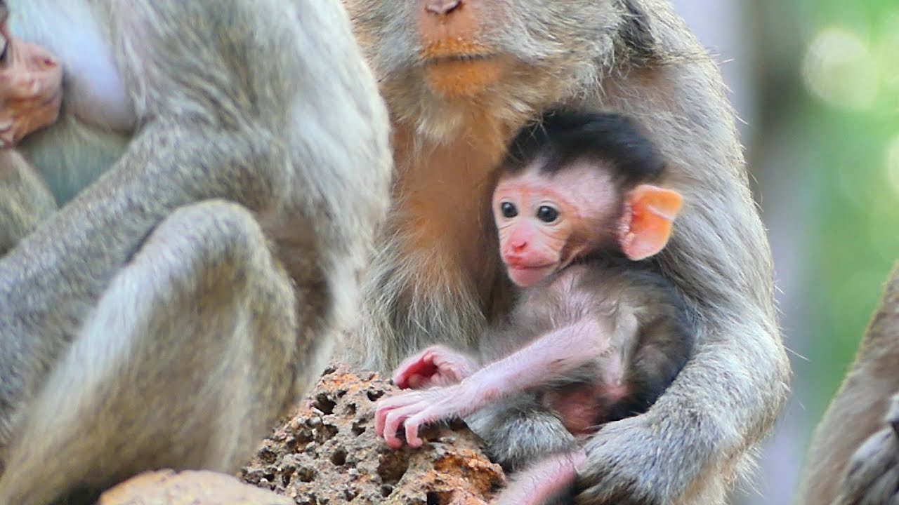 The monkey Shavara feel so happy when monkey Rose come to take him ...