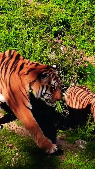 Lovely Moments of Tigers 📹 - YouTube
