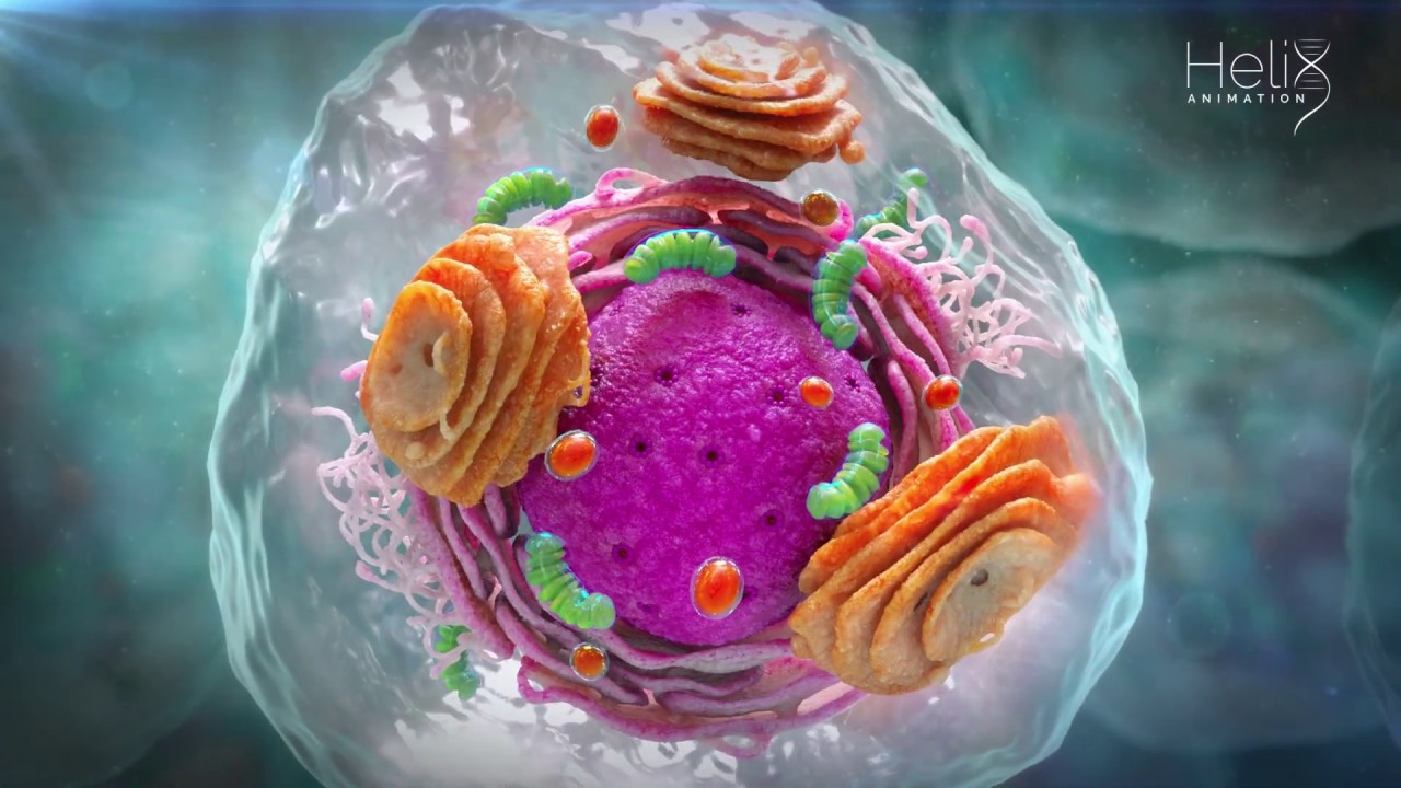 What’s in a Cell? The basic concepts of genetics Part 1 - YouTube