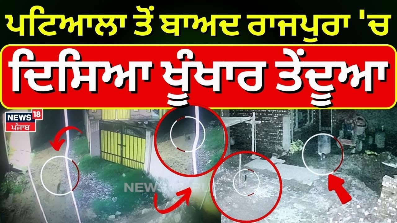 Leopard in Patiala | ਪਟਿਆਲਾ ਤੋਂ ਬਾਅਦ ਰਾਜਪੁਰਾ 'ਚ ਦਿਖਿਆ ਖੂੰਖਾਰ ਤੇਂਦੂਆ ...