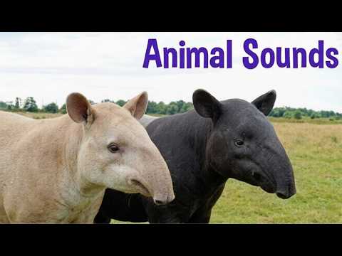 Amazing Animal Sounds Compilation | Educational Video for Kids | Kids Learning Animals with videos