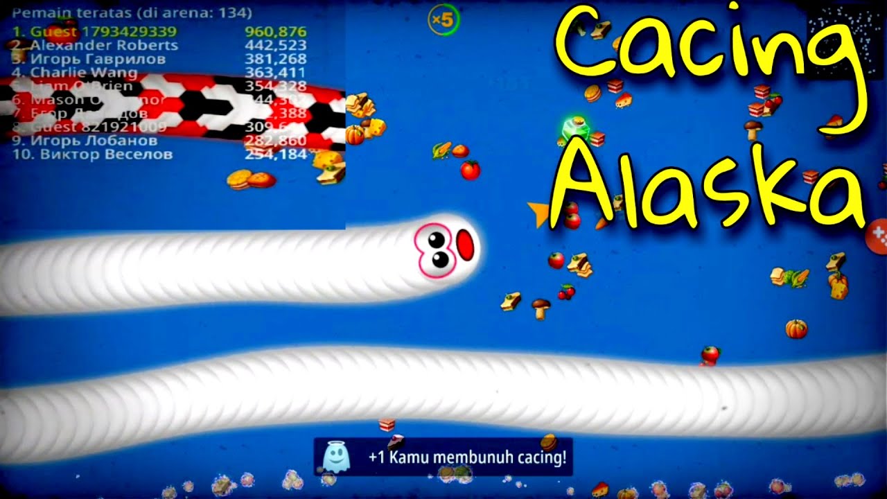 Cacing Besar alaska worms zone #1 Menikam - YouTube