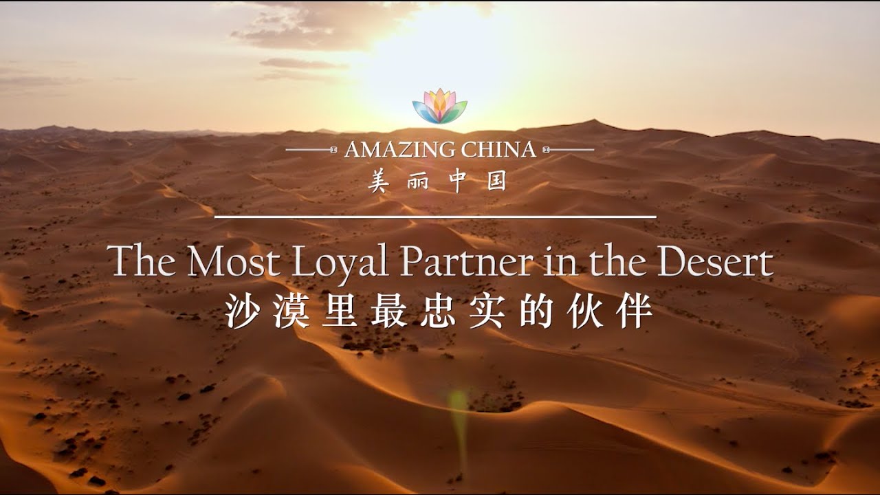 【Amazing China】The Most Loyal Partner in the Desert|iPanda - YouTube